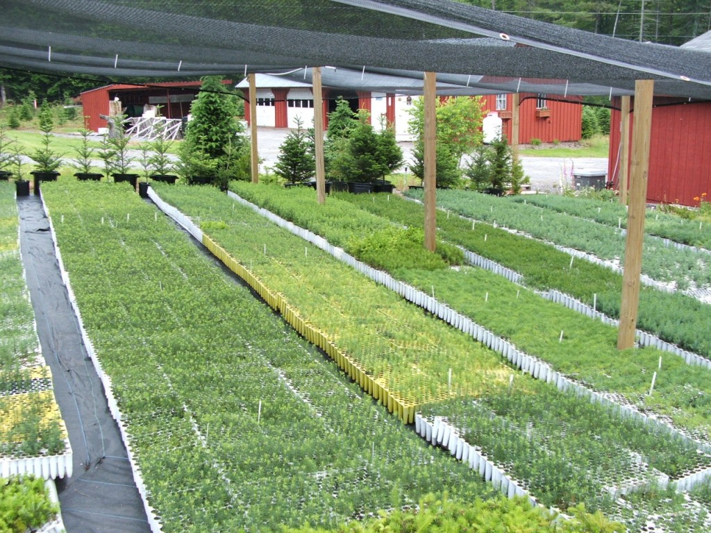 Evergreen tree and seedling descriptions – Redrock Farm